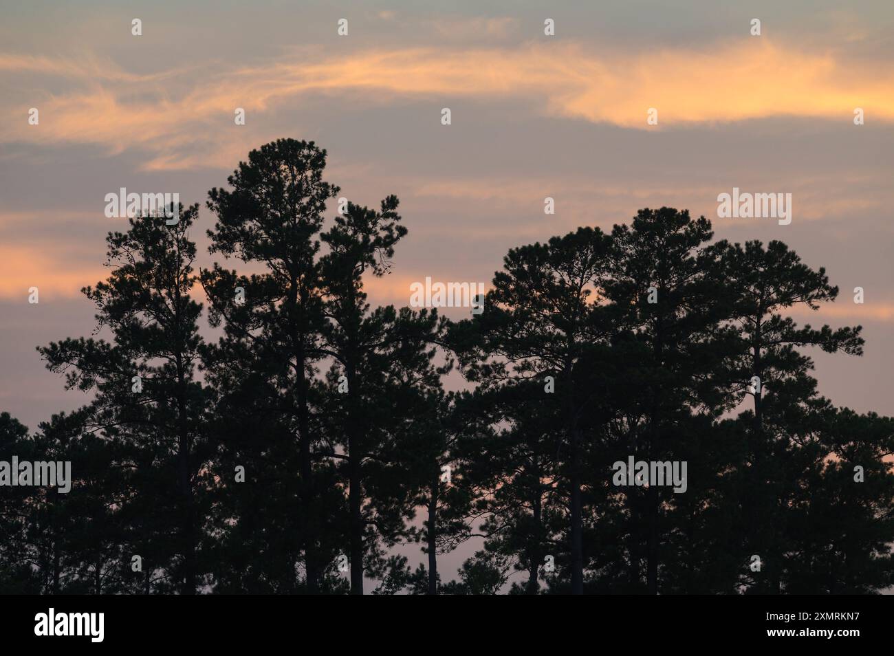Longleaf pine (Pinus palustris) forest at sunset, North Carolina ...