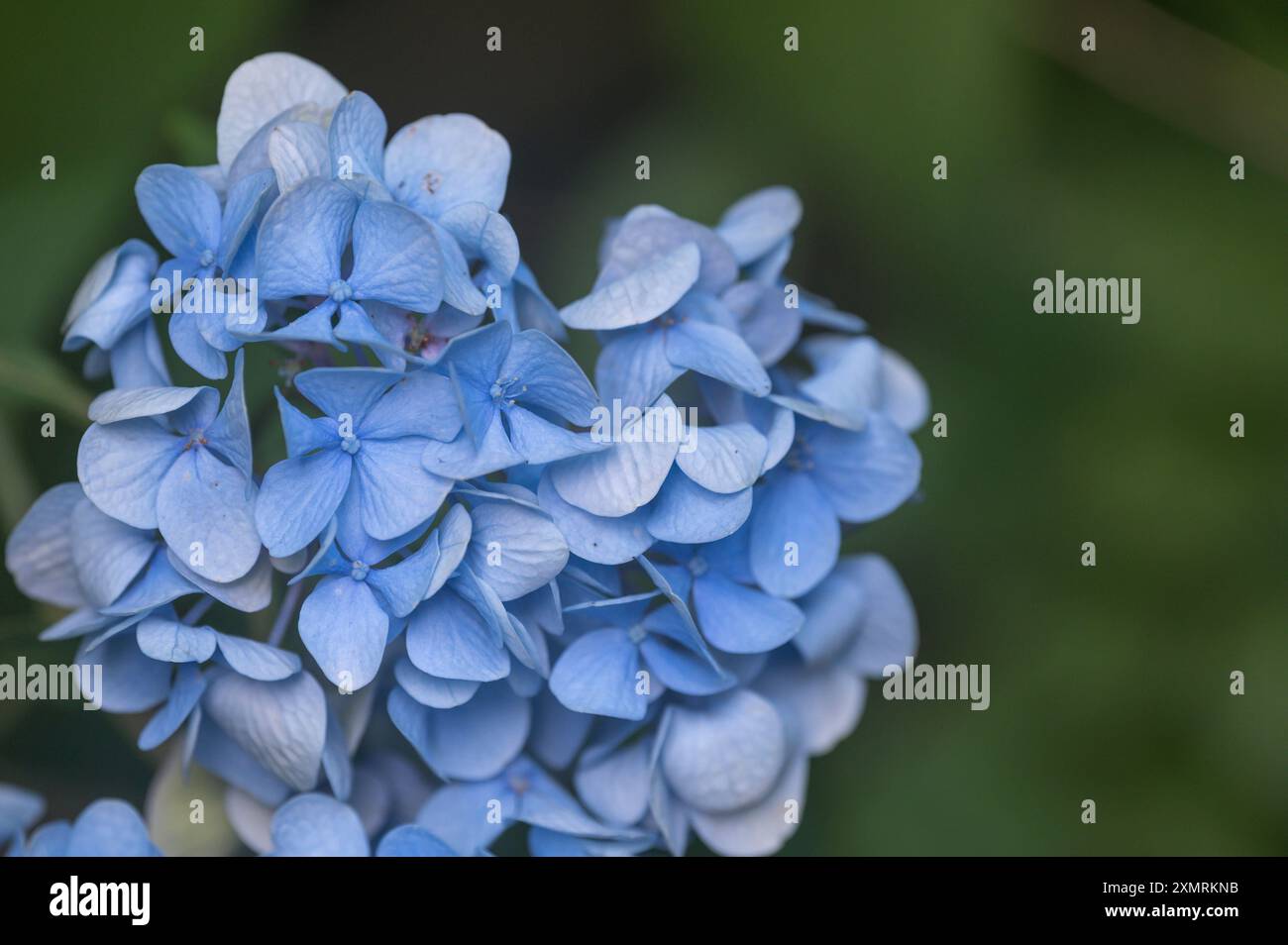 Field blue hydrangeas in hi-res stock photography and images - Alamy