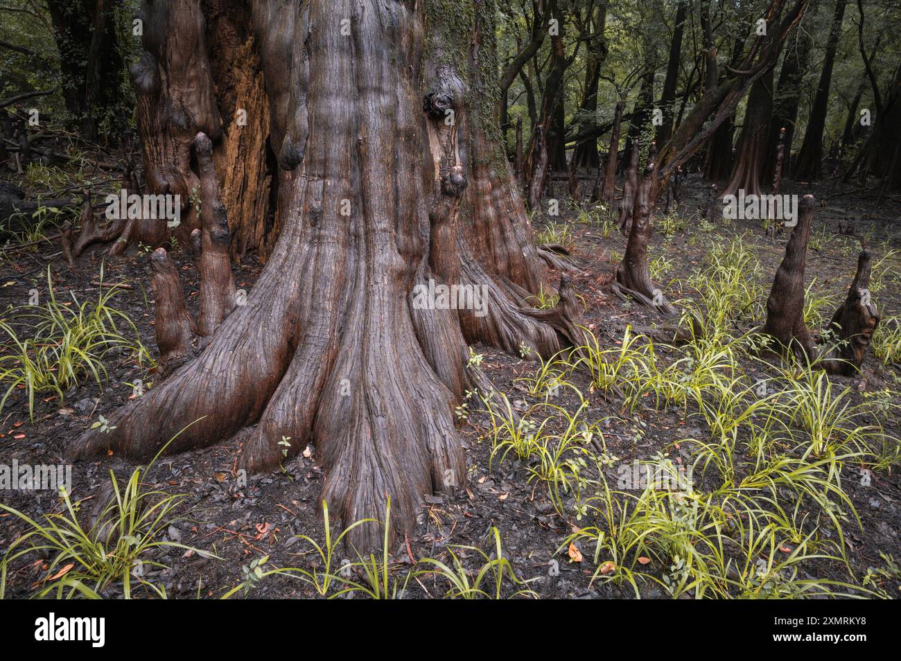Taxodium distichum knees hi-res stock photography and images - Alamy
