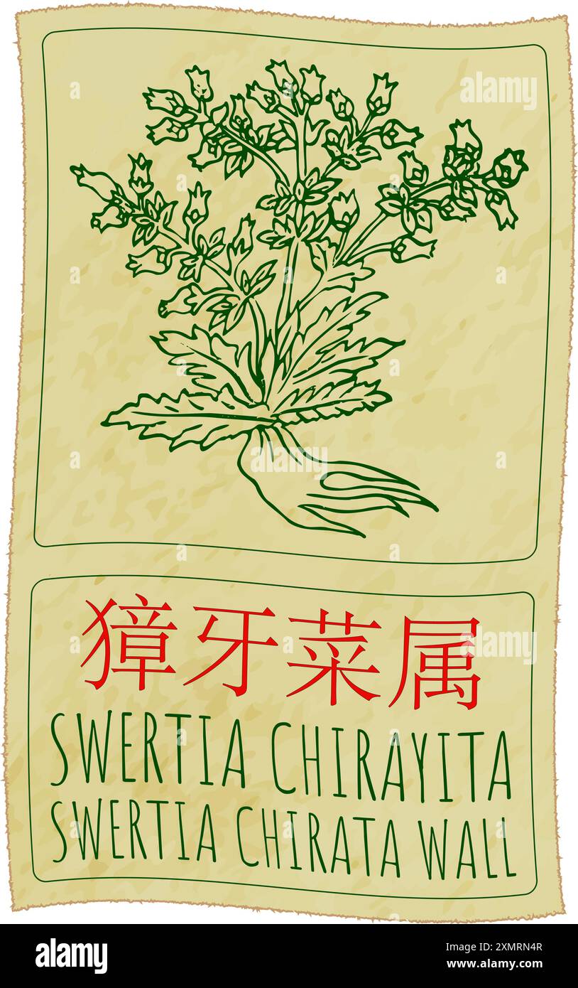 Chirata Stock Vector Images - Alamy