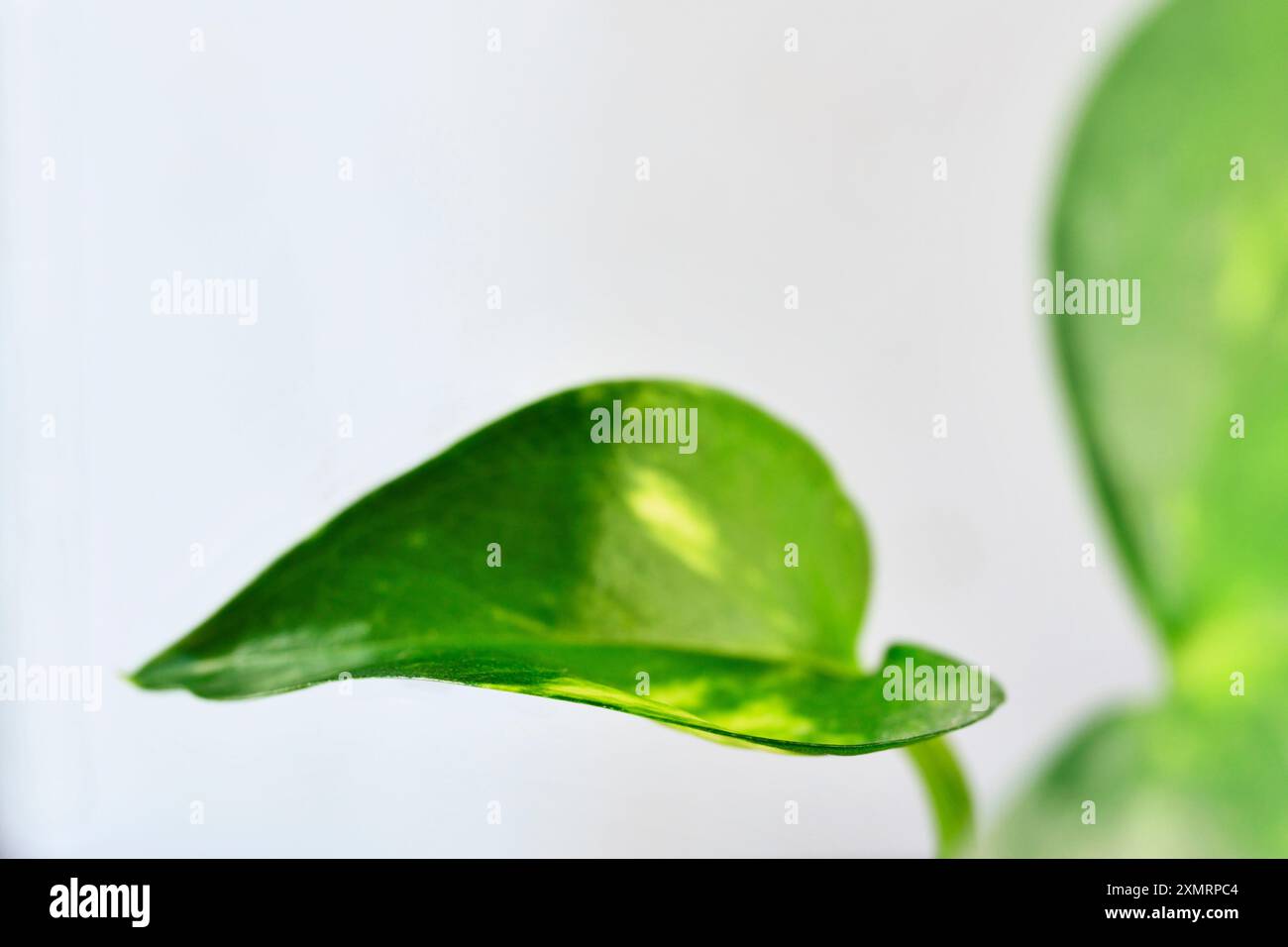 A green leaf of pothos common named golden pothos or money plant ...