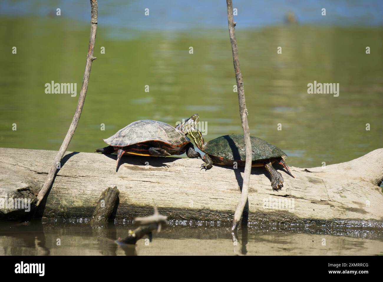 Two painted turtles on a log facing each other. Root River Racine WI ...