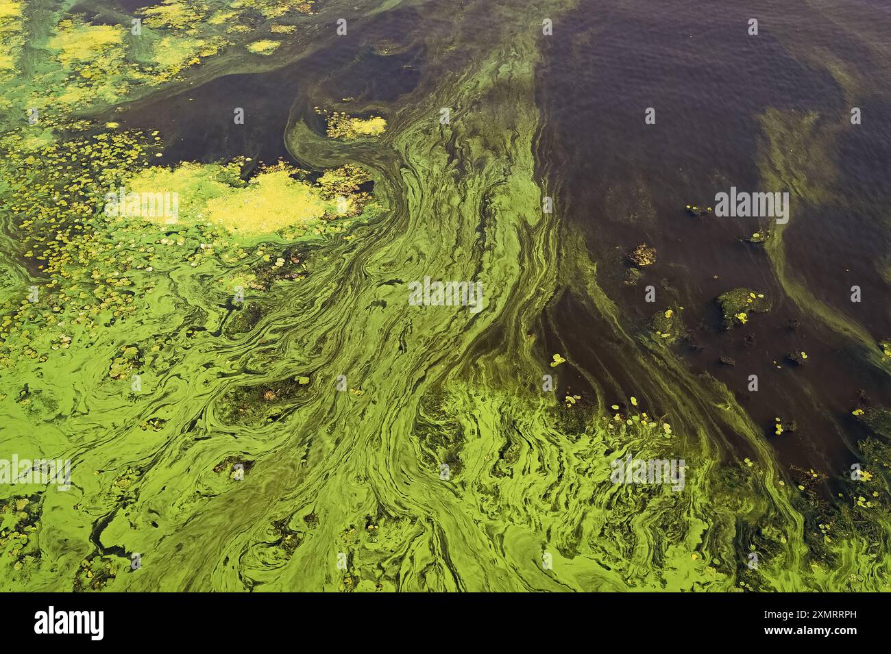 Abstract natural green algae seaweed duckweed growing in shallow sea ...