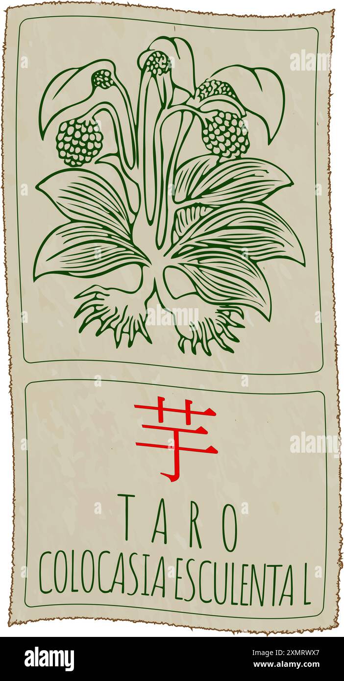 Vector drawing TARO in Chinese. Hand drawn illustration. Latin name is ...
