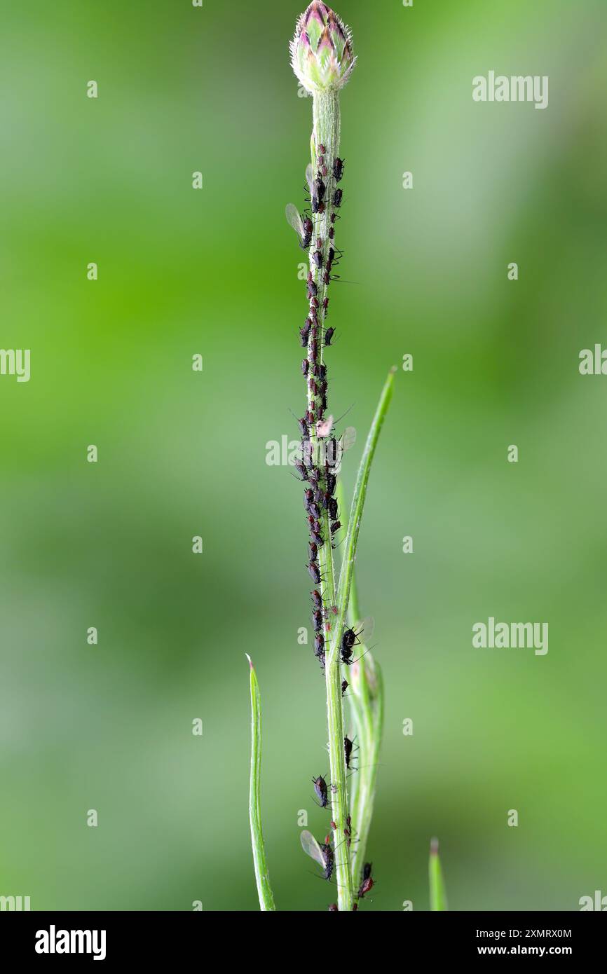 Aphids (Aphidoidea) and the ladybird on the cornflower (Centaurea ...