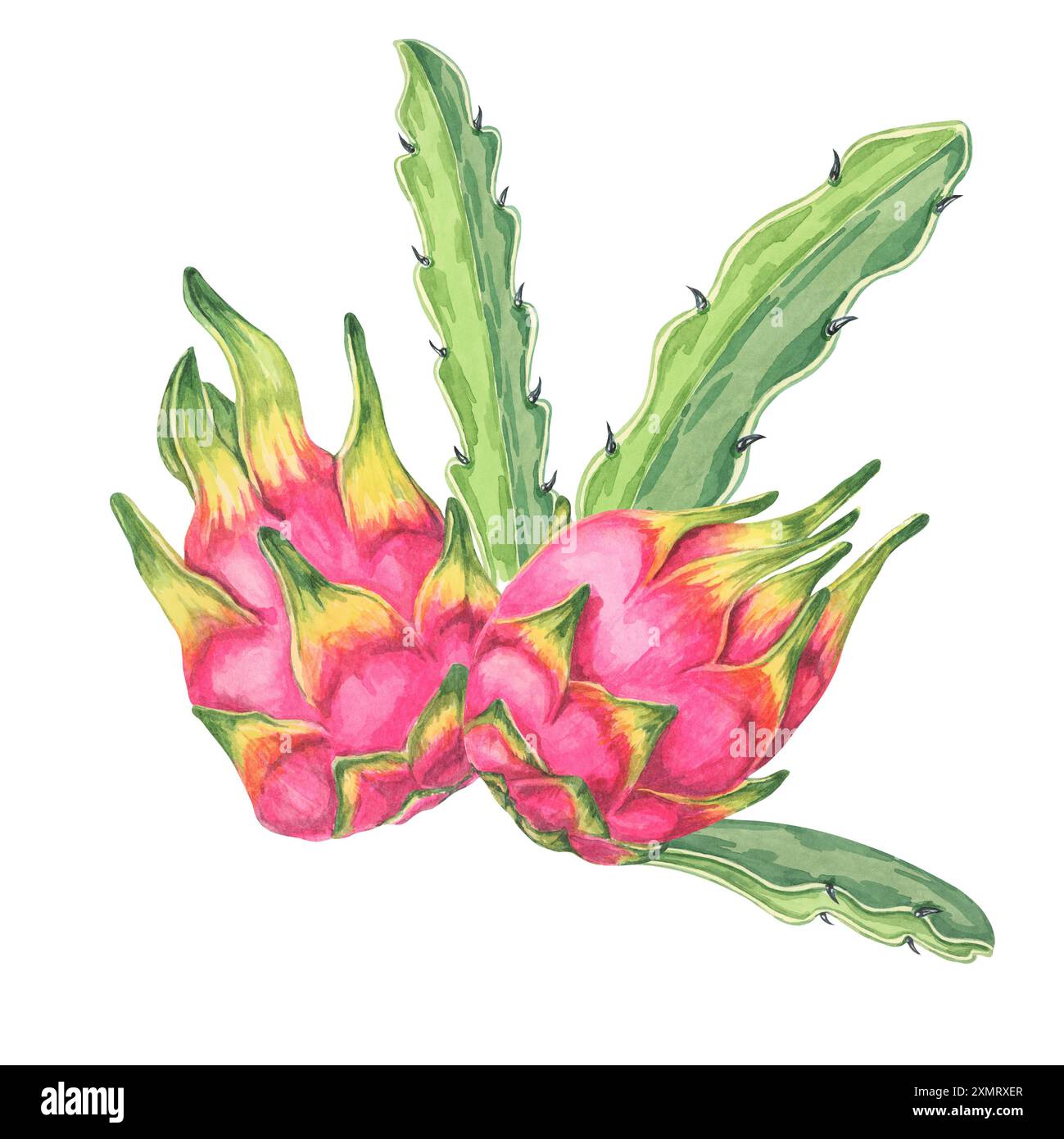 Pink pitahaya watercolor clipart depicting two whole fruits with green ...