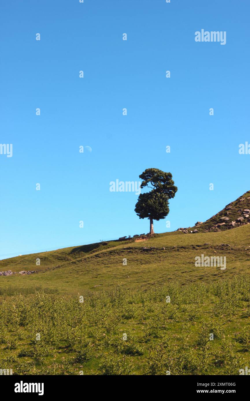Moon visible in the daylight Stock Photo - Alamy
