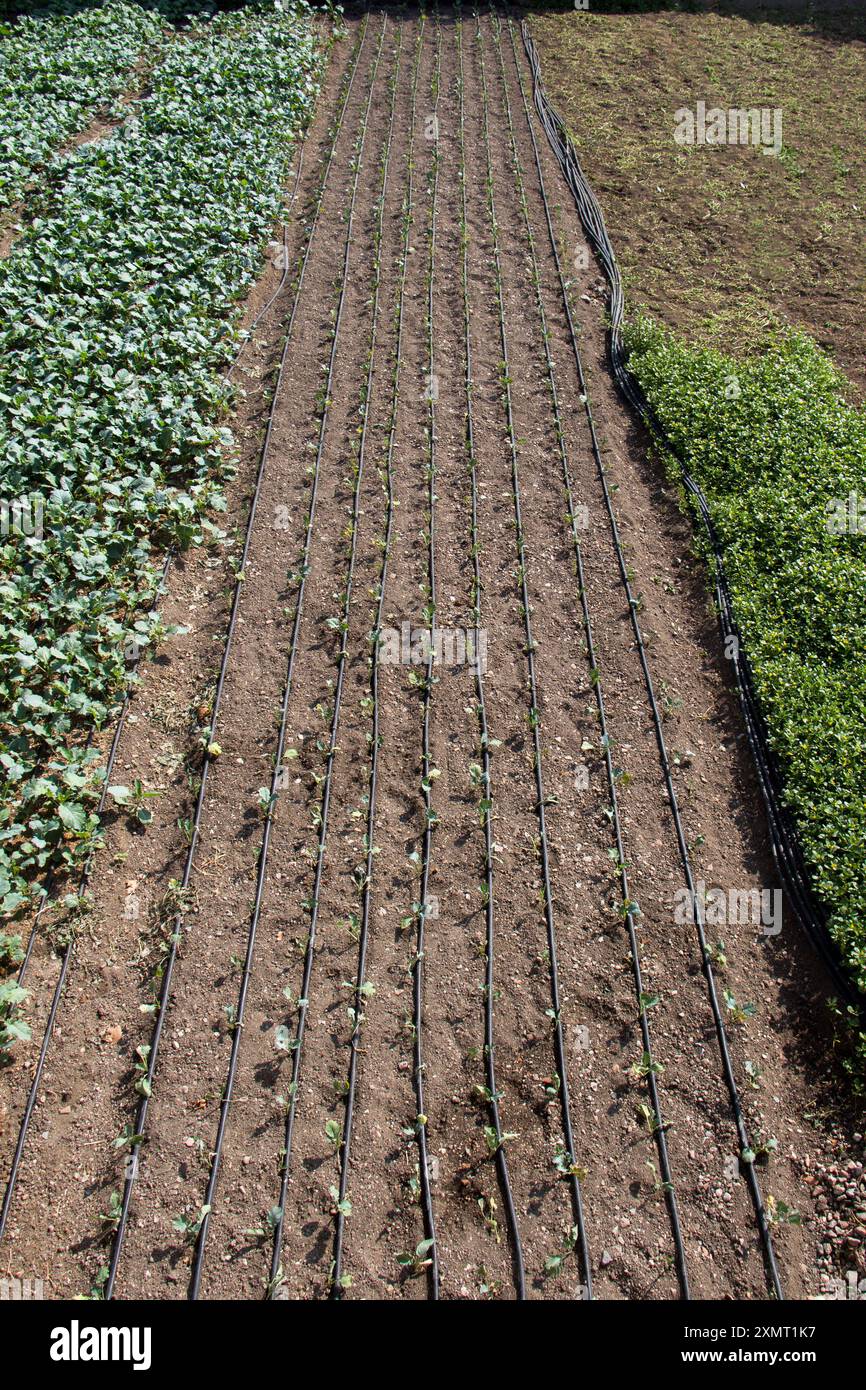 Irrigation system using sprinklers in hi-res stock photography and ...