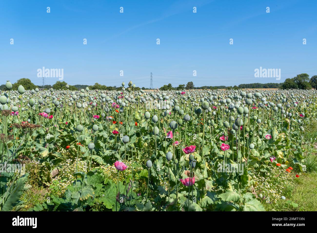 Poppy heads of the Papaver. Somniferum Giganteum or “Giant Poppy ...
