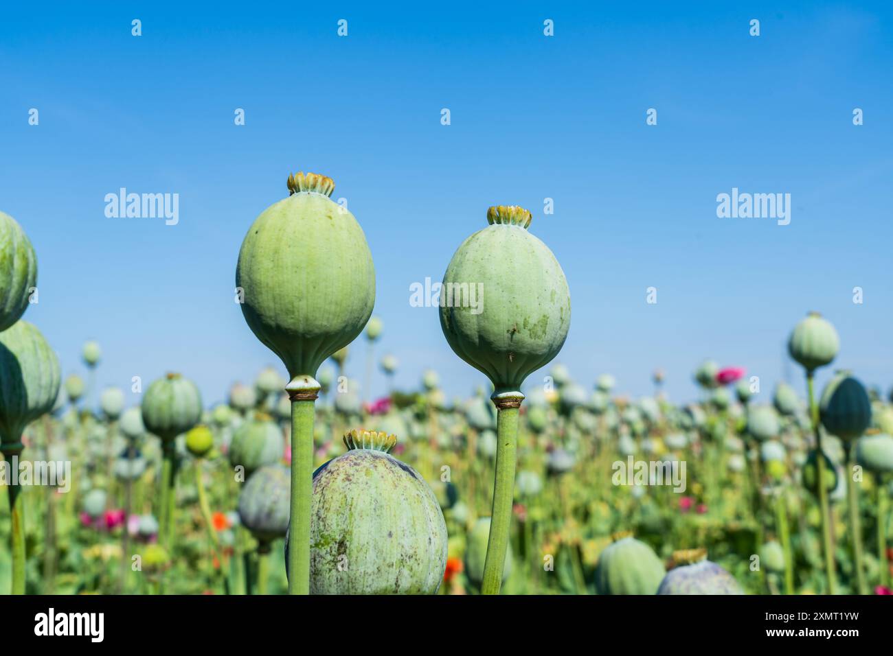 Poppy heads of the Papaver. Somniferum Giganteum or “Giant Poppy ...