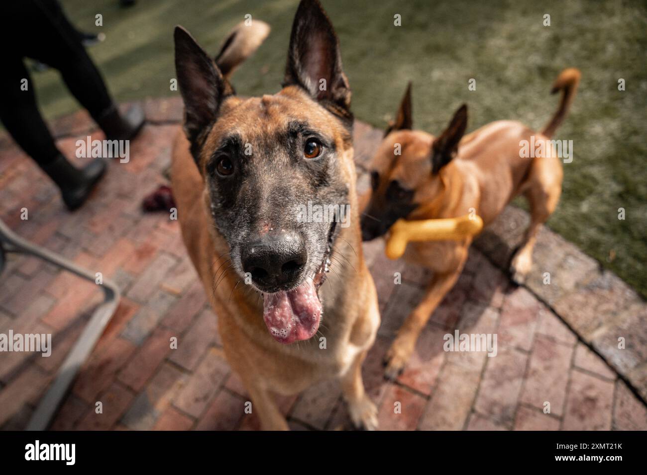 An overhead shot of two Belgian Malinois dogs playing on a brick patio ...
