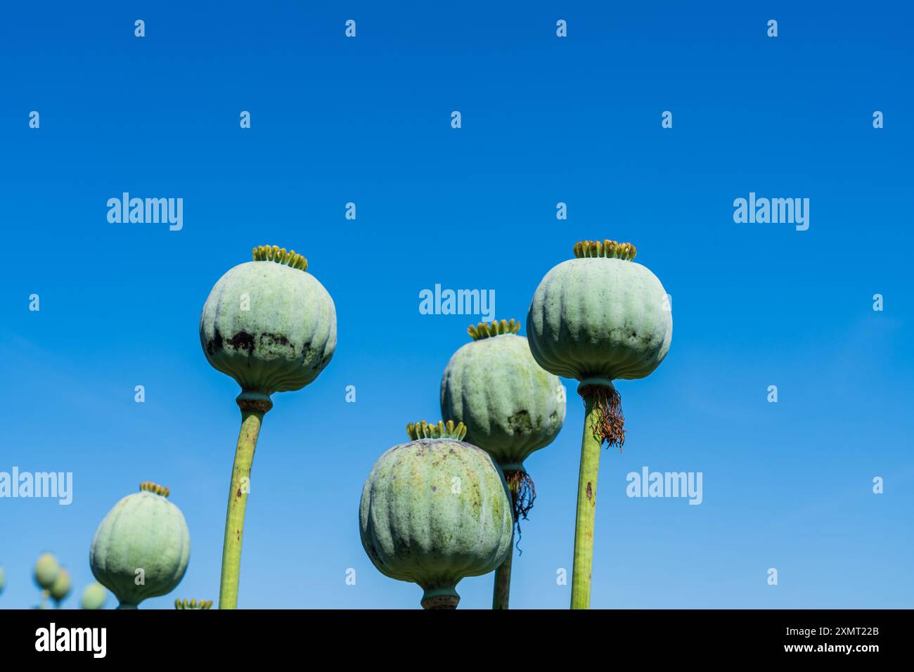 Poppy heads of the Papaver. Somniferum Giganteum or “Giant Poppy ...
