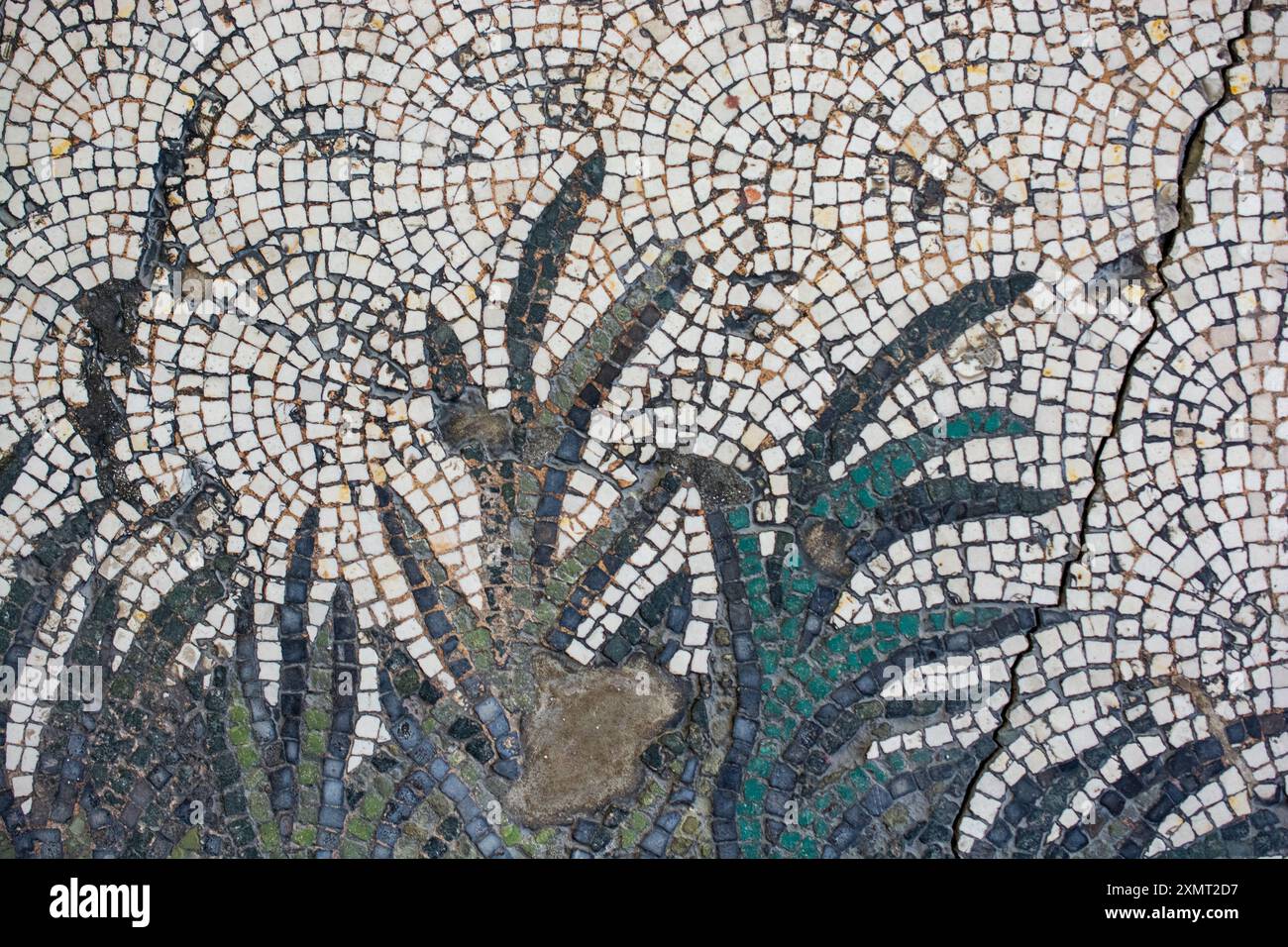Mosaics from the Great Palace Mosaic at the Istanbul Mosaic Museum ...
