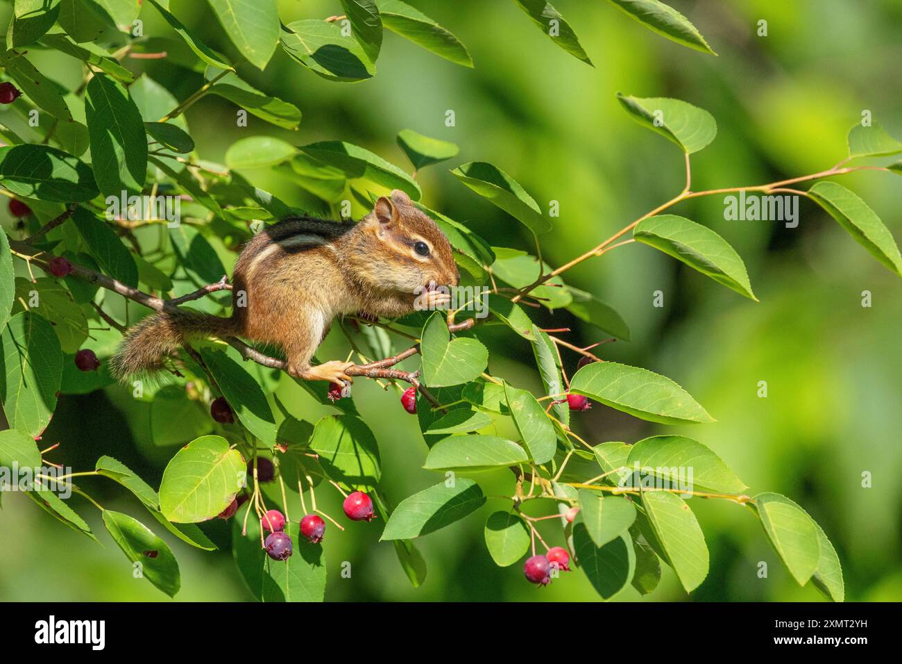 Chipmunk garden hi-res stock photography and images - Alamy