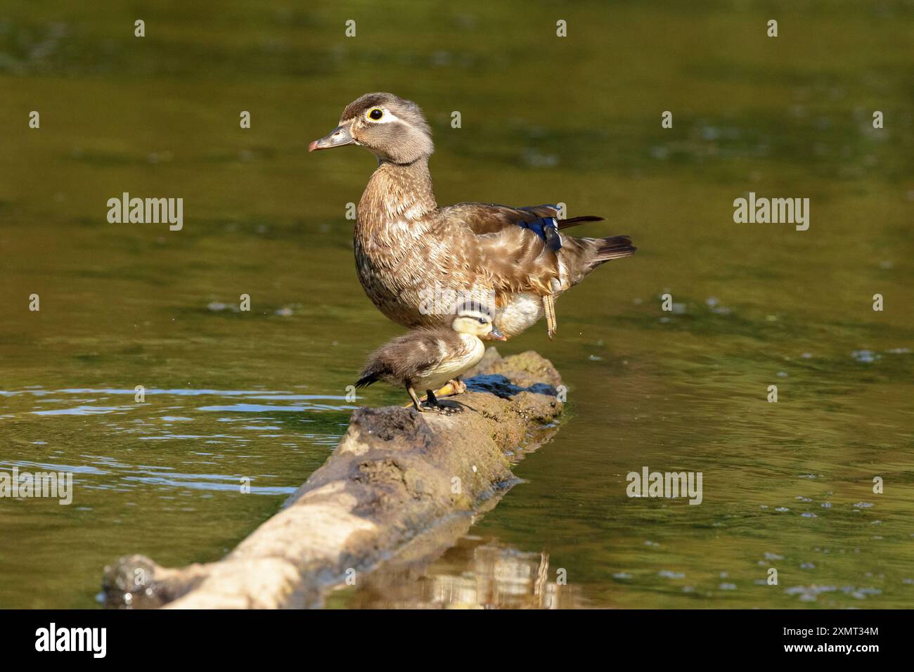 Wood duck with duckling on log Stock Photo - Alamy