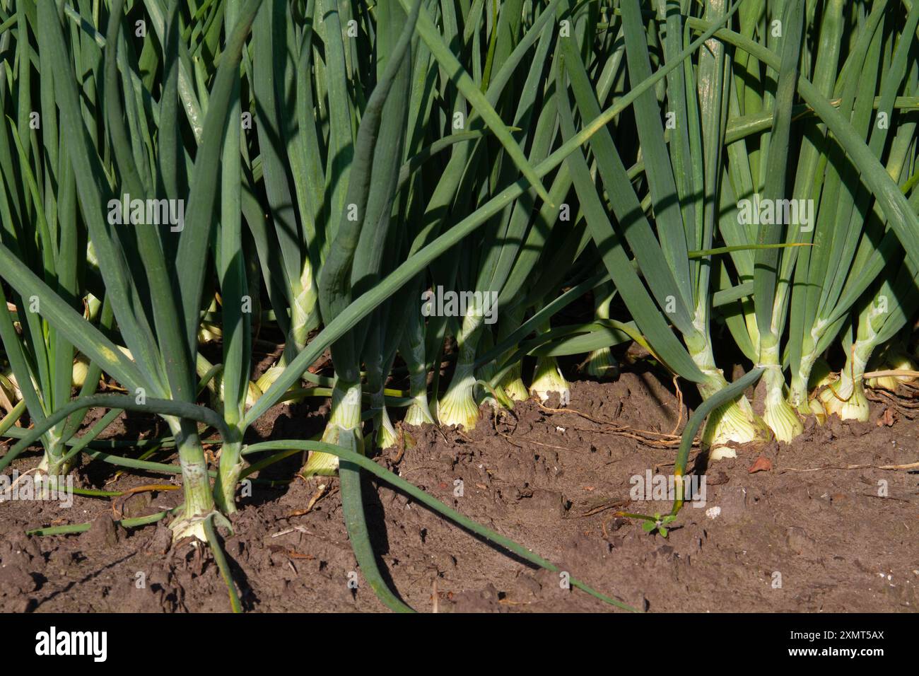 View from a low point of view into a field of onions growing in brown ...