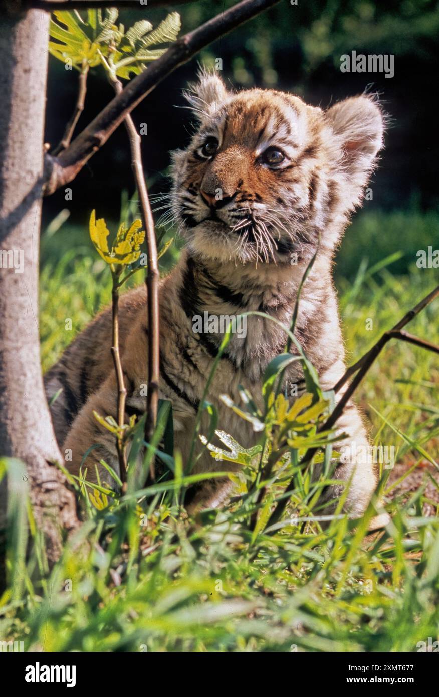 The tiger (Panthera tigris) is a member of the genus Panthera and the ...
