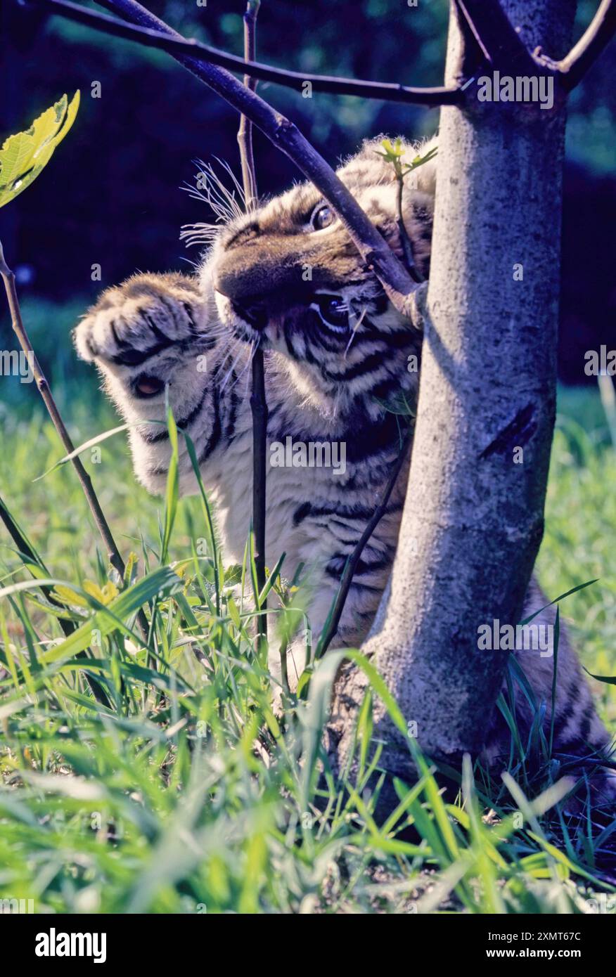 The tiger (Panthera tigris) is a member of the genus Panthera and the ...