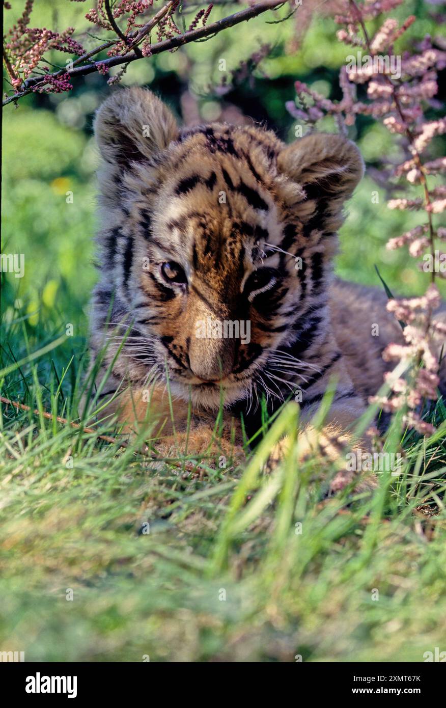 The tiger (Panthera tigris) is a member of the genus Panthera and the ...