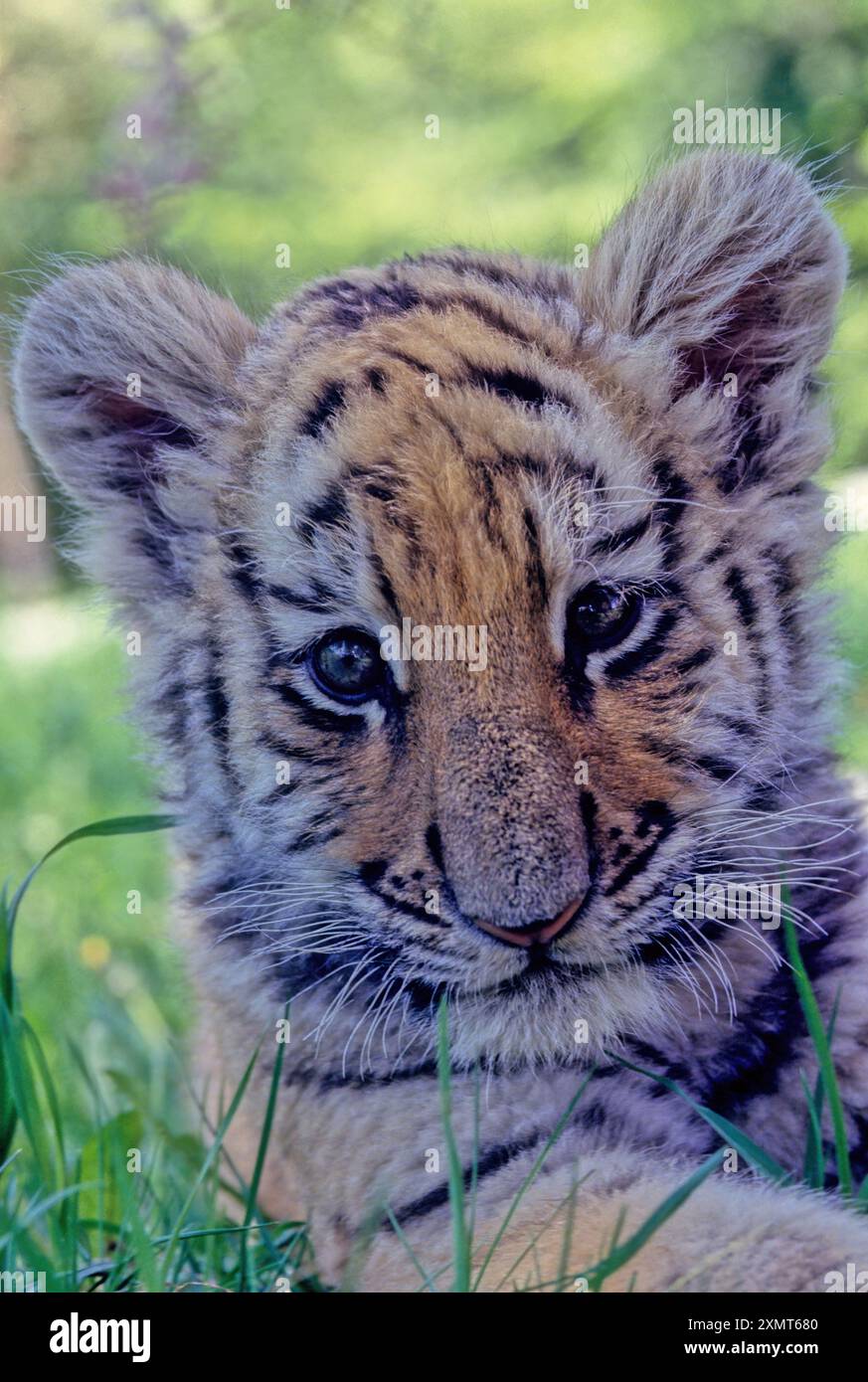 The tiger (Panthera tigris) is a member of the genus Panthera and the ...