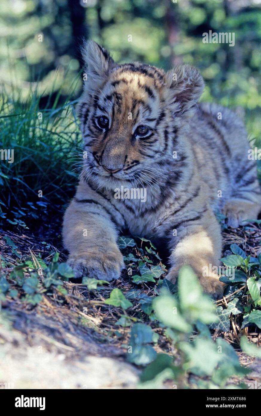 The tiger (Panthera tigris) is a member of the genus Panthera and the ...