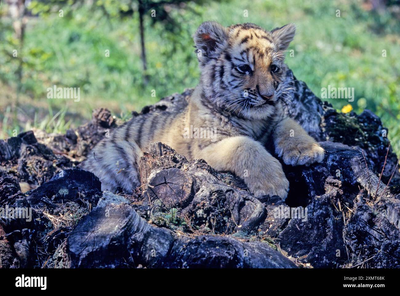 The tiger (Panthera tigris) is a member of the genus Panthera and the ...