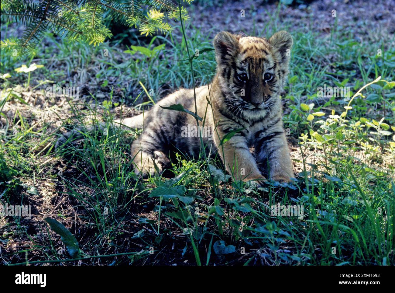 The tiger (Panthera tigris) is a member of the genus Panthera and the ...