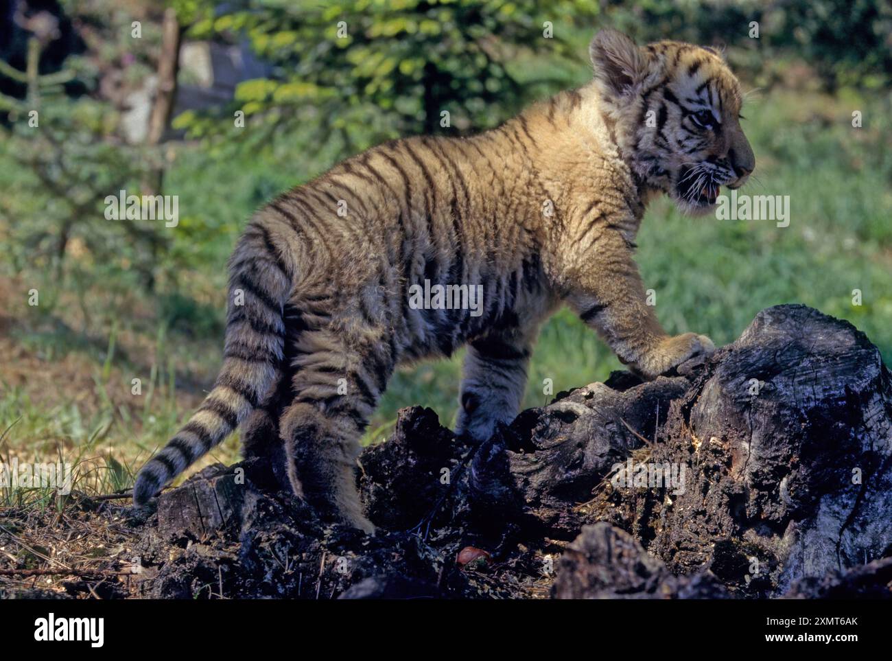 The tiger (Panthera tigris) is a member of the genus Panthera and the ...