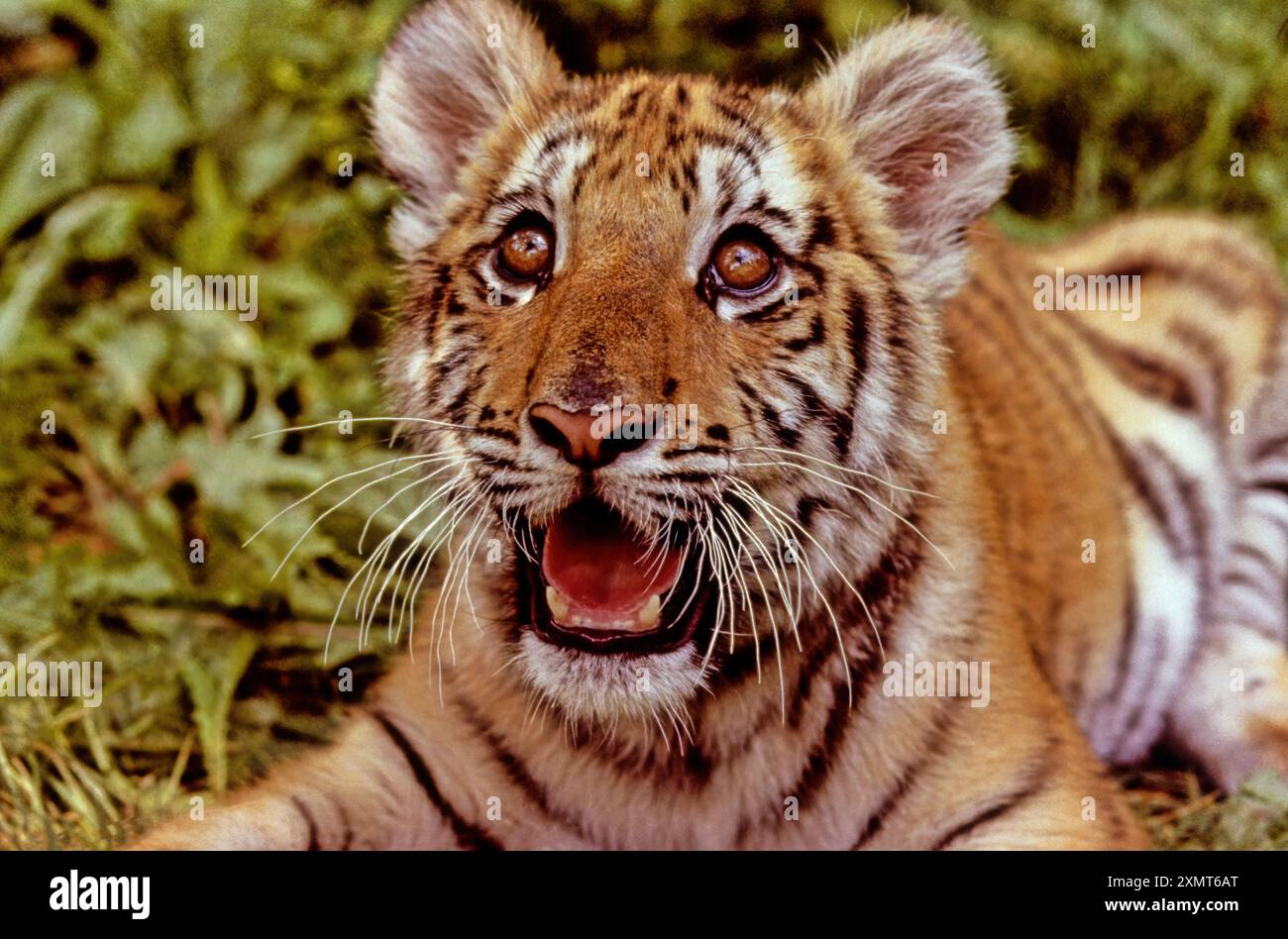 The tiger (Panthera tigris) is a member of the genus Panthera and the ...