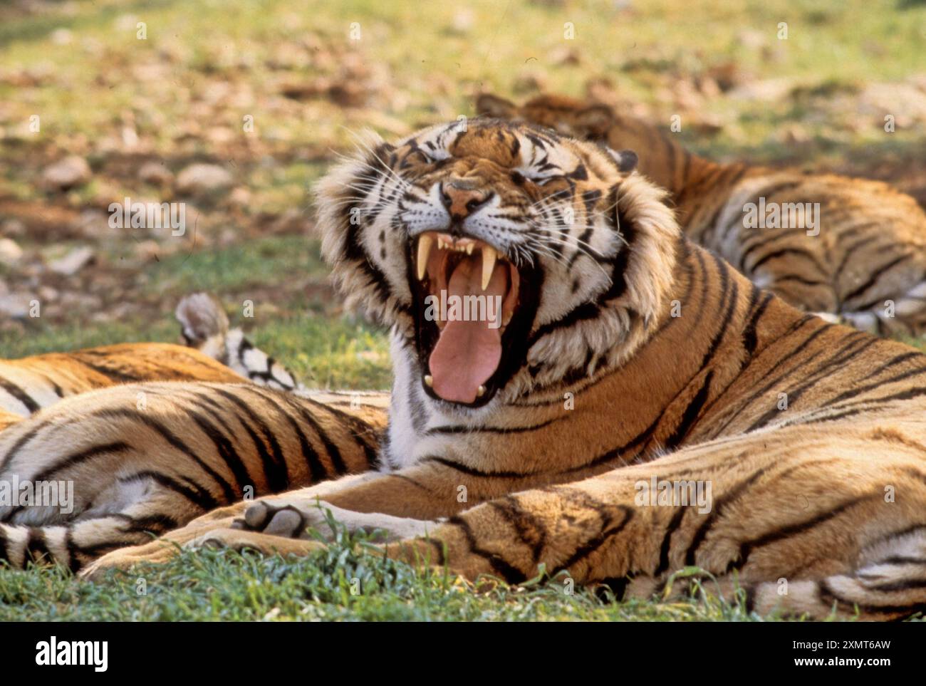 The tiger (Panthera tigris) is a member of the genus Panthera and the ...