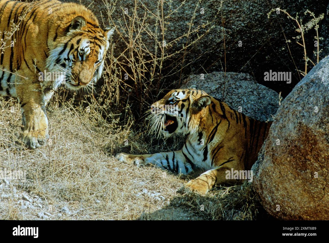 The tiger (Panthera tigris) is a member of the genus Panthera and the ...