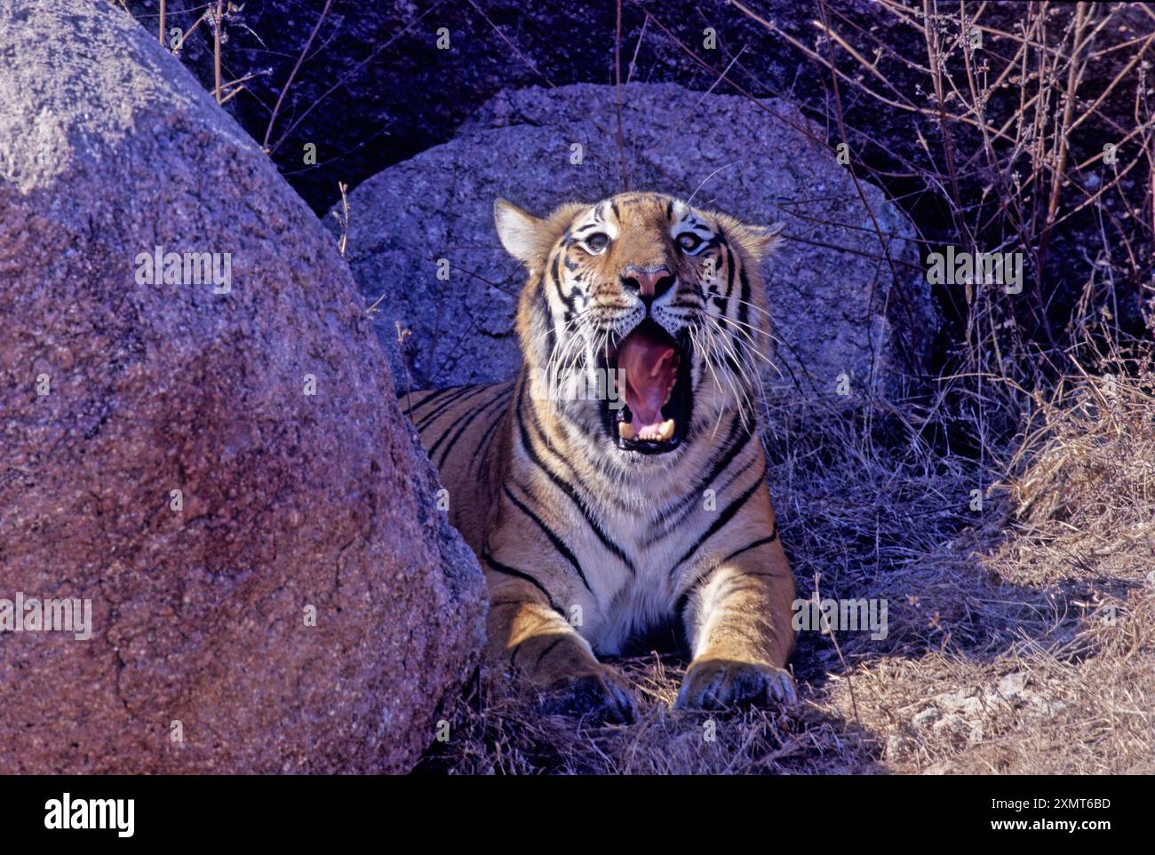 The tiger (Panthera tigris) is a member of the genus Panthera and the ...