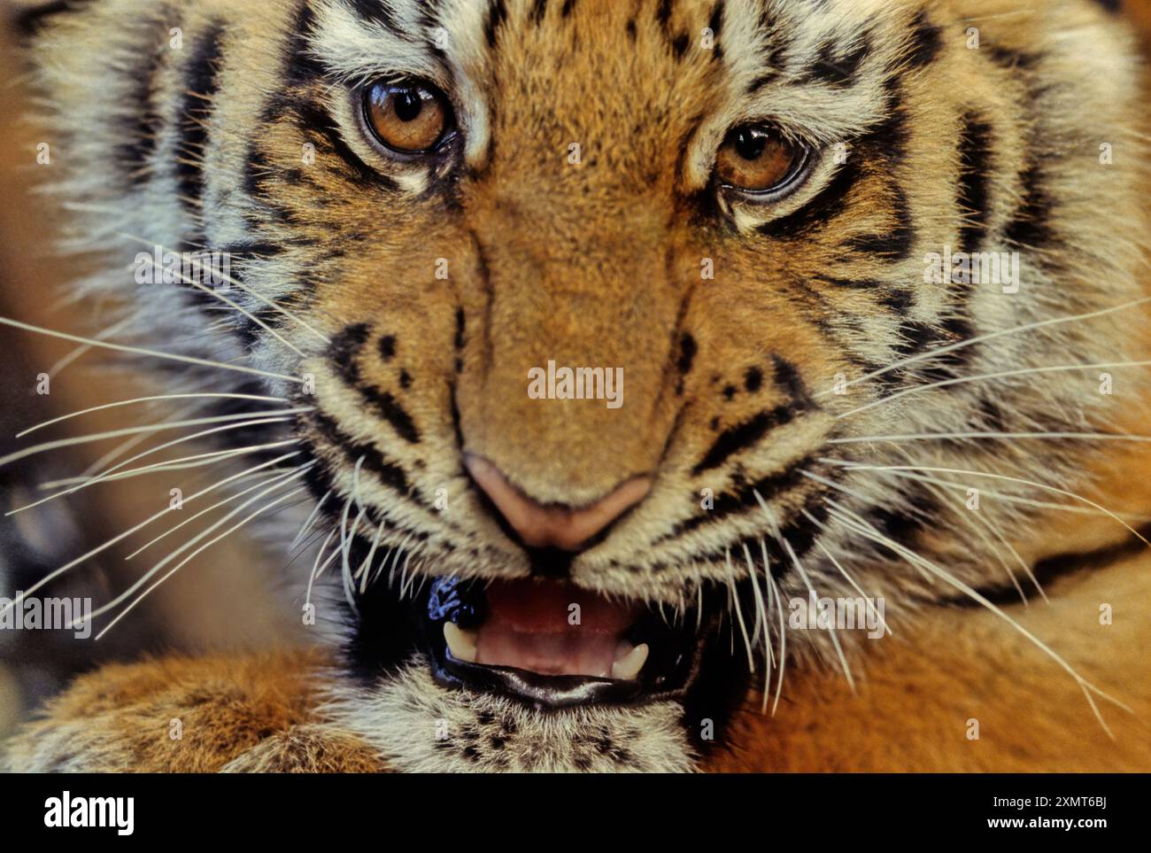 The tiger (Panthera tigris) is a member of the genus Panthera and the ...