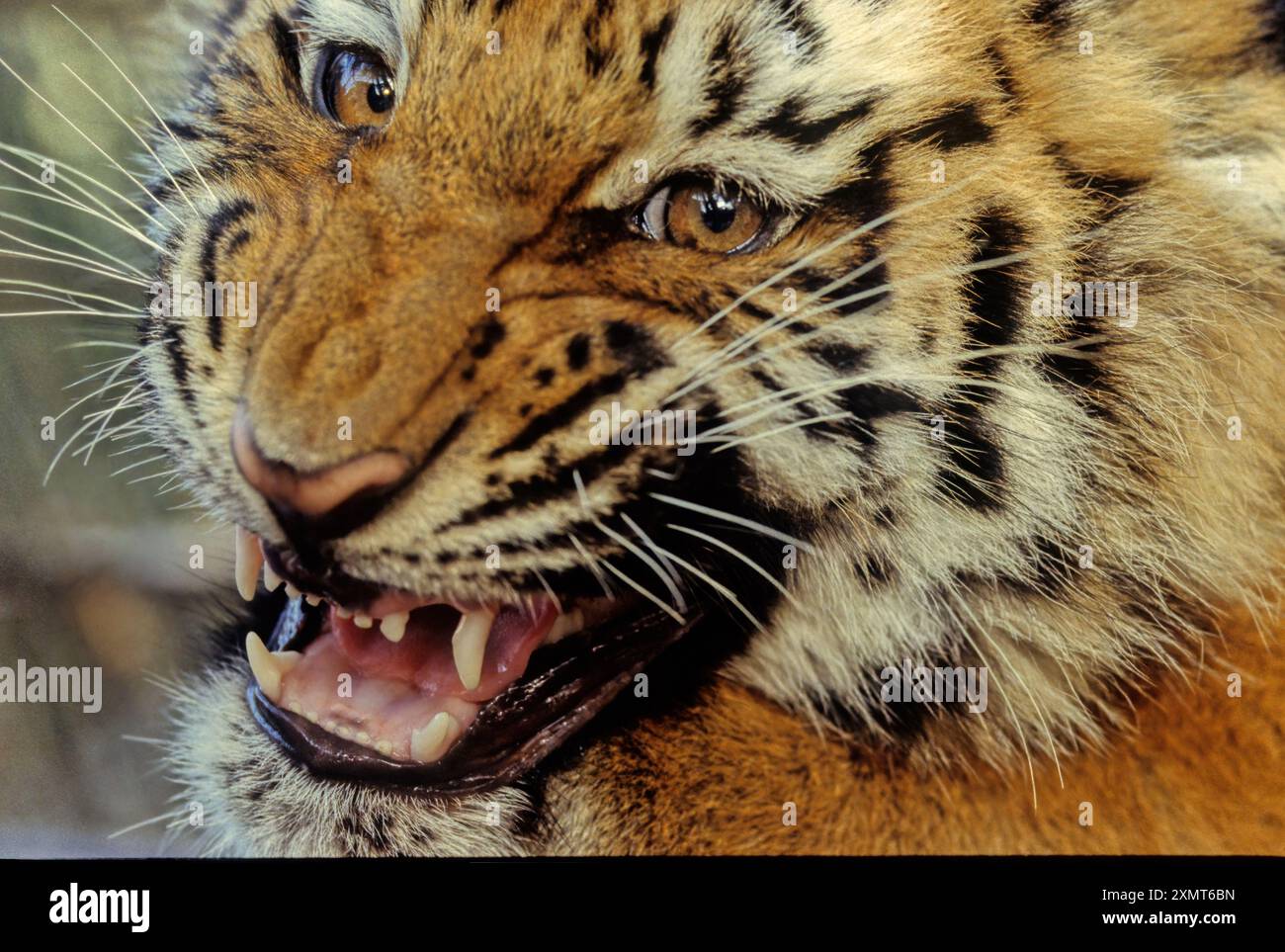 The tiger (Panthera tigris) is a member of the genus Panthera and the ...