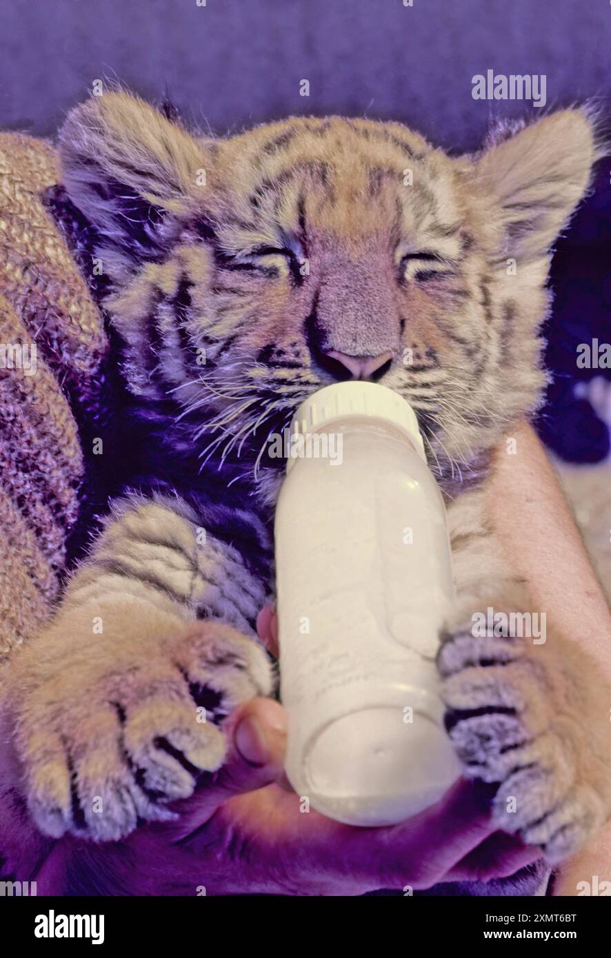 The tiger (Panthera tigris) is a member of the genus Panthera and the ...