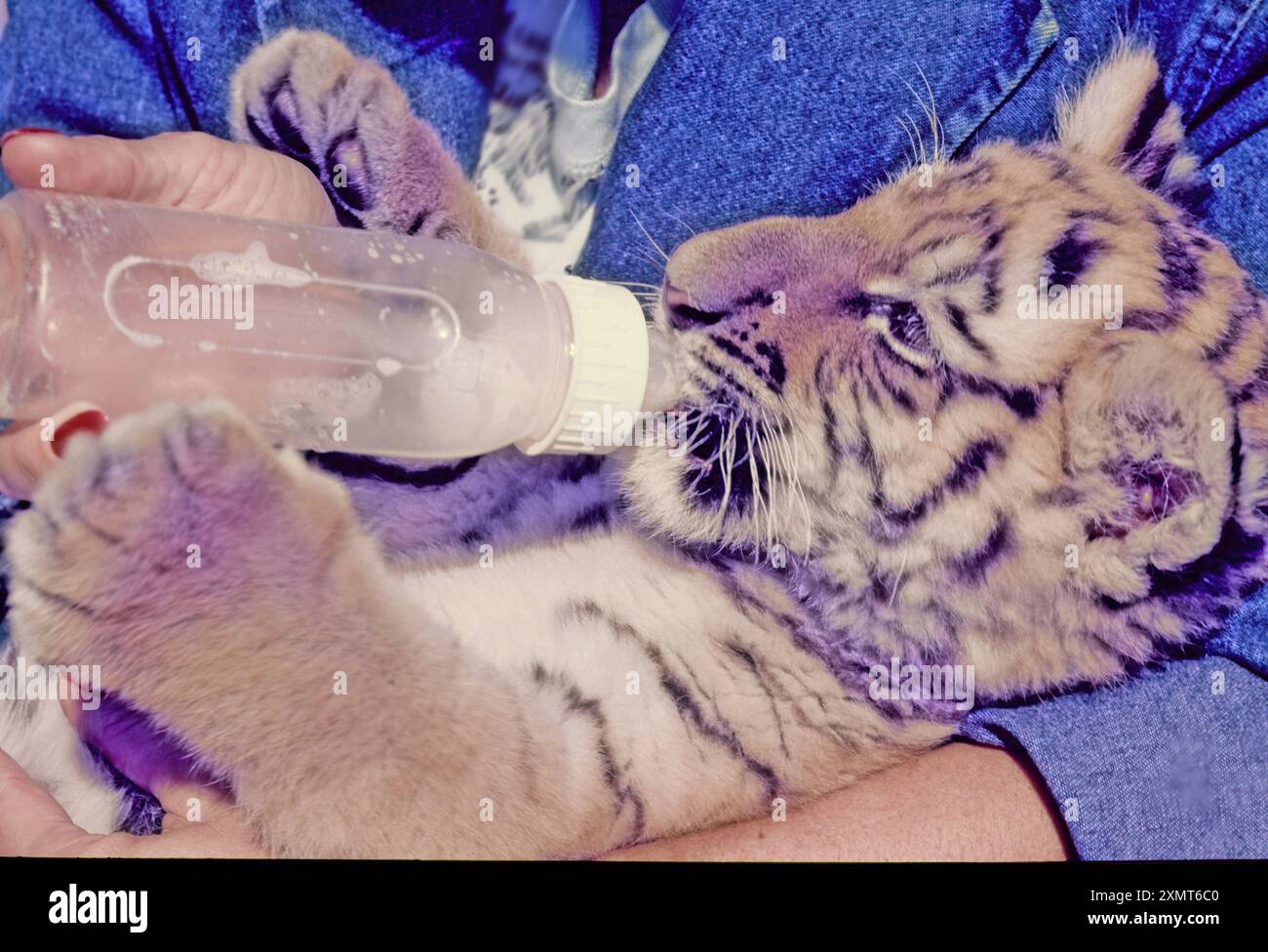 The tiger (Panthera tigris) is a member of the genus Panthera and the ...