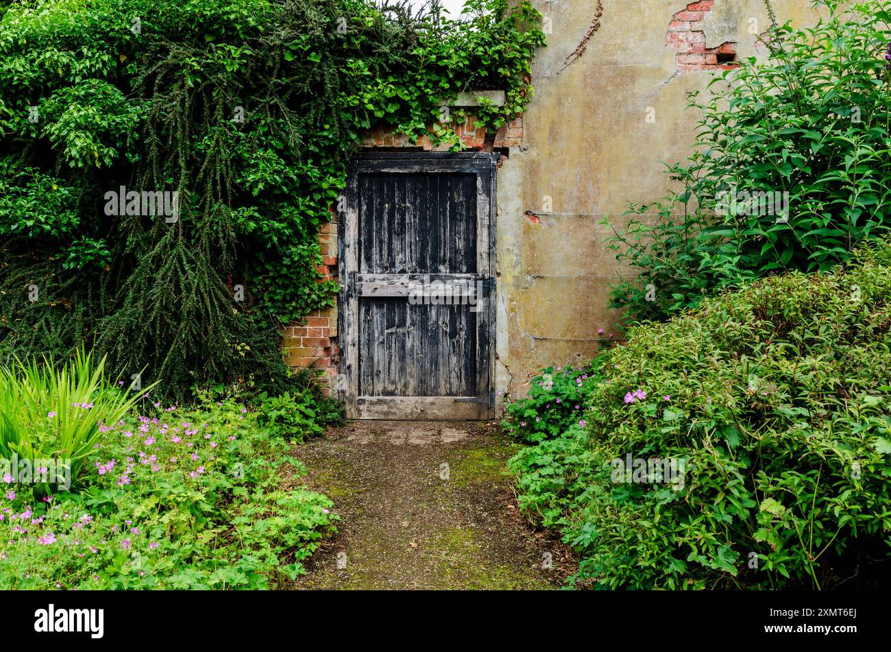 Old weathered door with no lock in a brock wall with ivy growing around ...