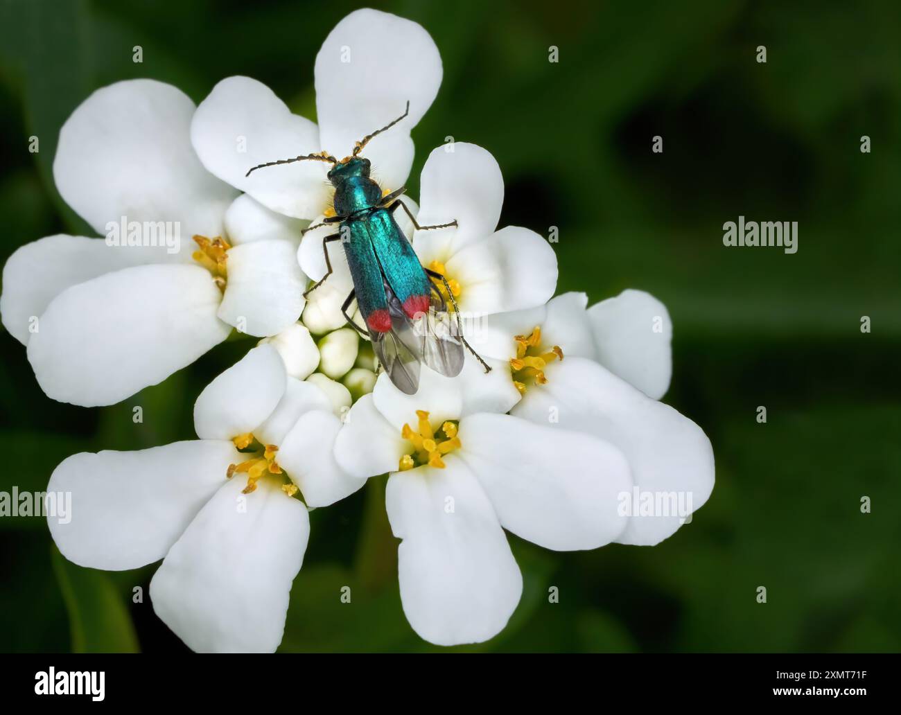 Malachite Beetle (Malachius bipustulatus) male from above on Evergreen ...