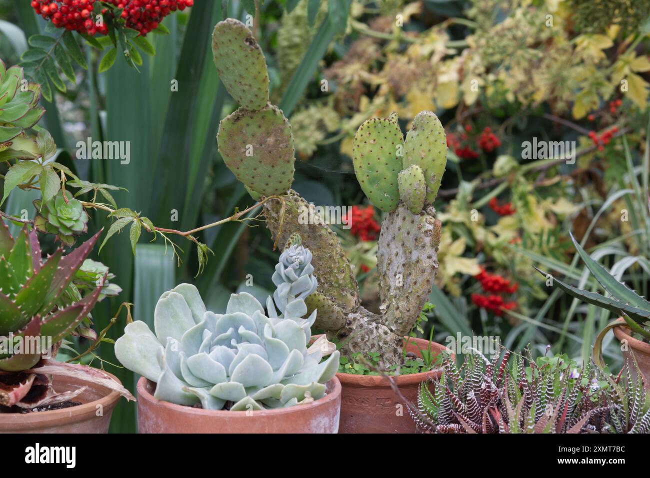 Opuntia rubescens consolea hi-res stock photography and images - Alamy