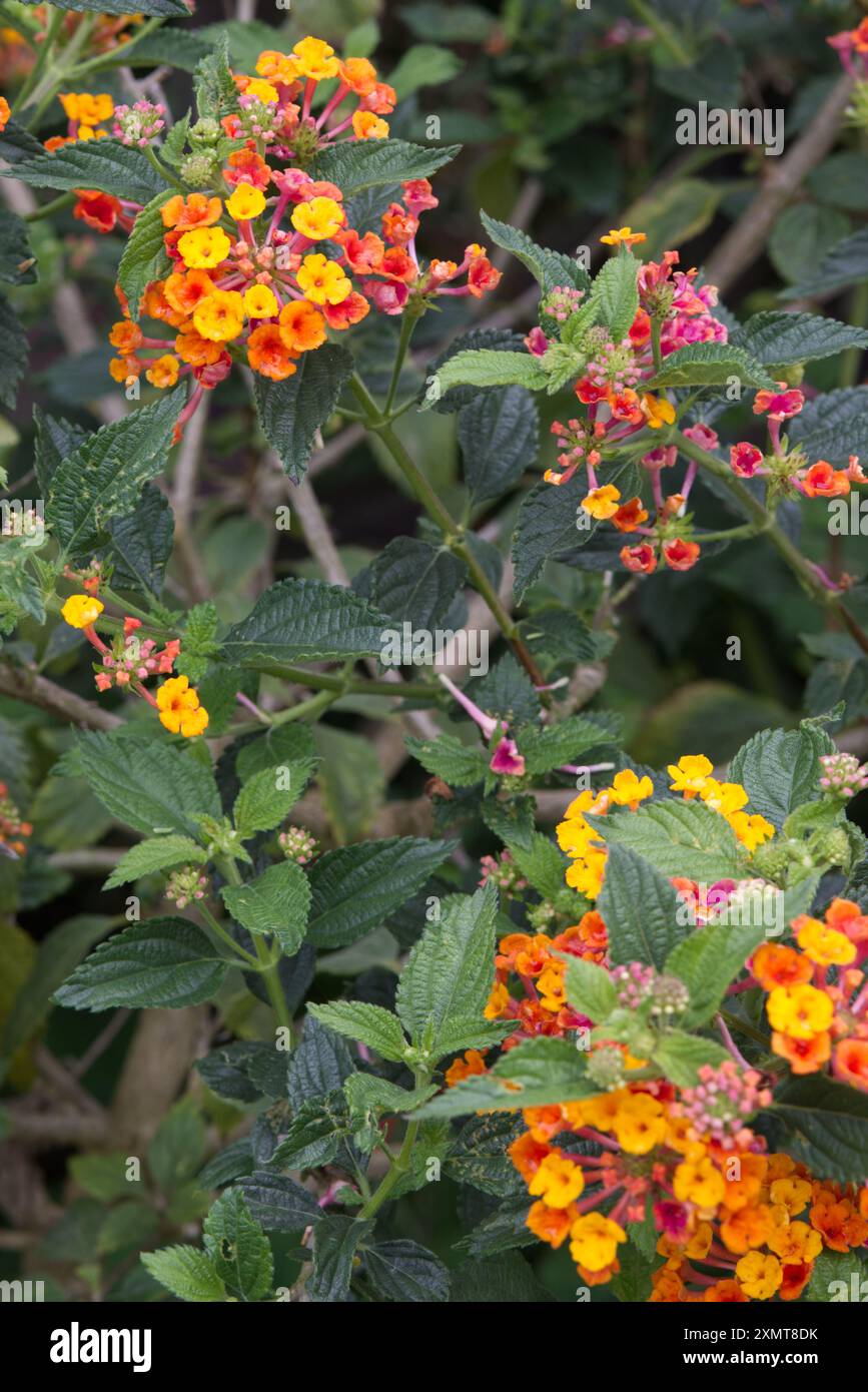 Lantana Heads, Lantana camara, Clusters of Tiny Flowers Stock Photo - Alamy