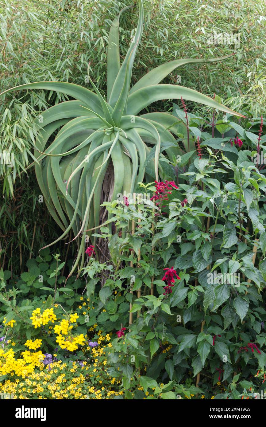 smooth giant succulent, plant Stock Photo - Alamy