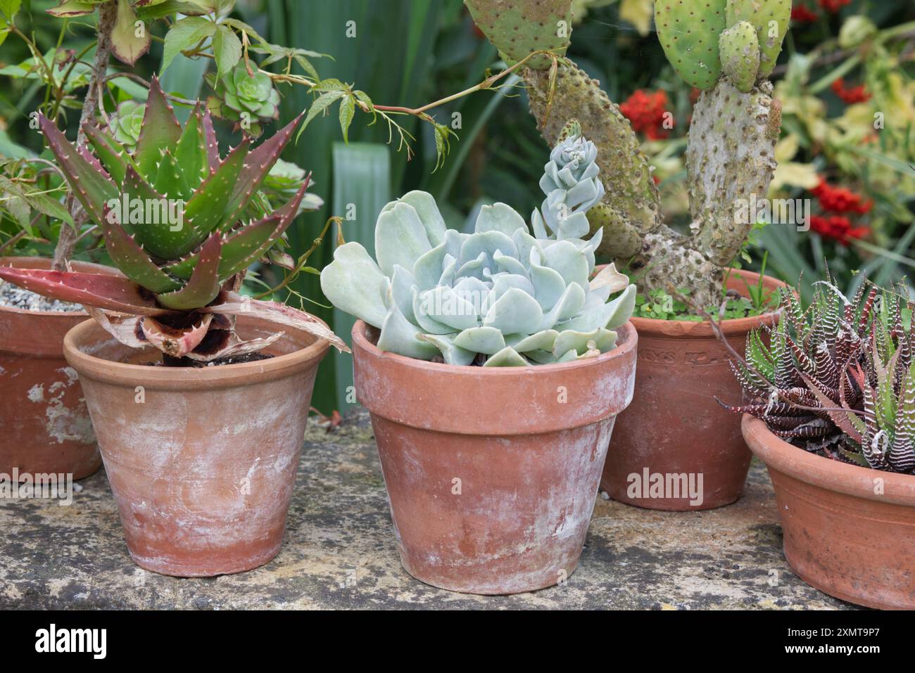 Prickly Pear Cactus, Opuntia rubescens consolea Stock Photo - Alamy