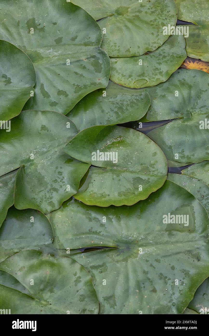Freshwater flowering plants hi-res stock photography and images - Alamy