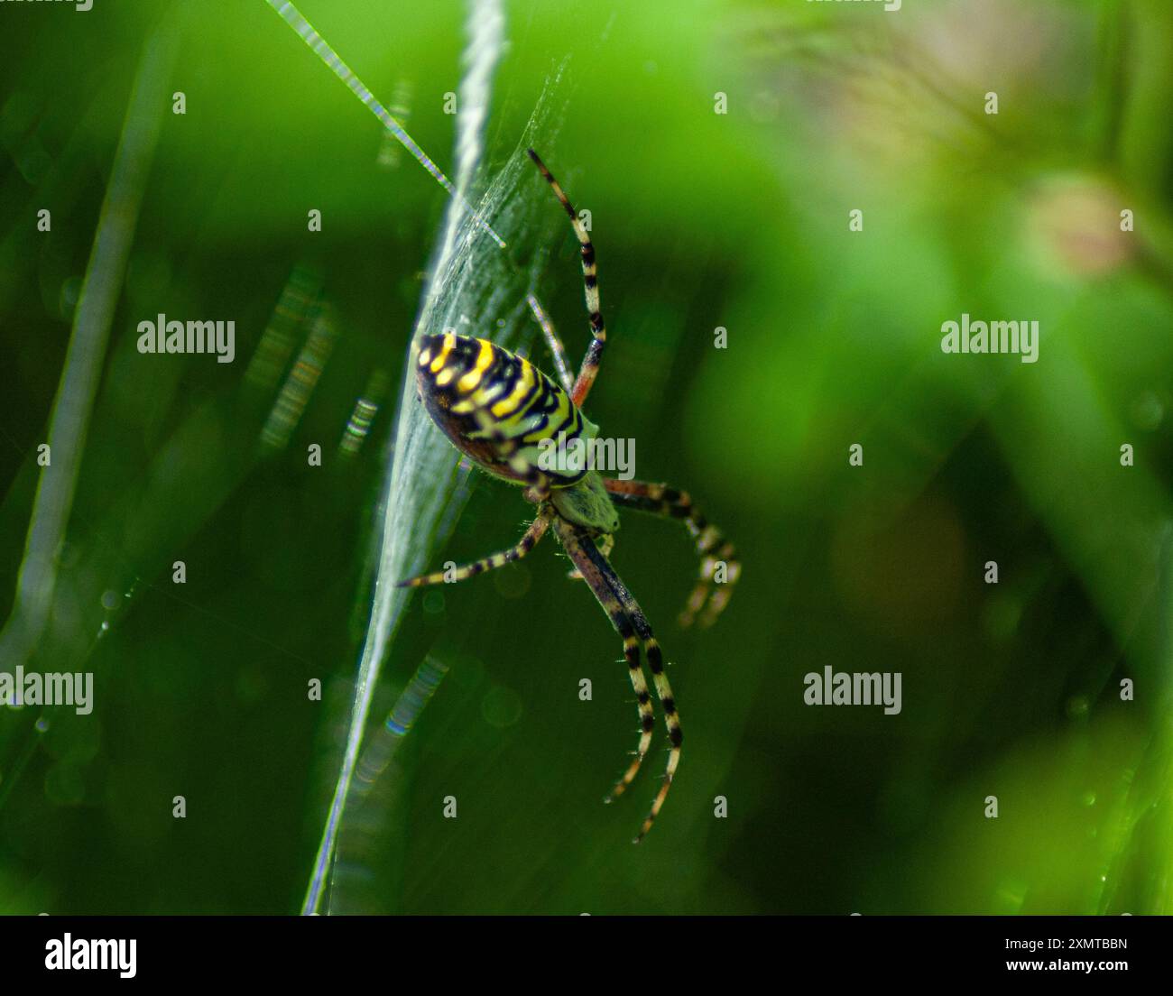 Various Insects, Bee, Butterfly, Dragonfly Stock Photo - Alamy