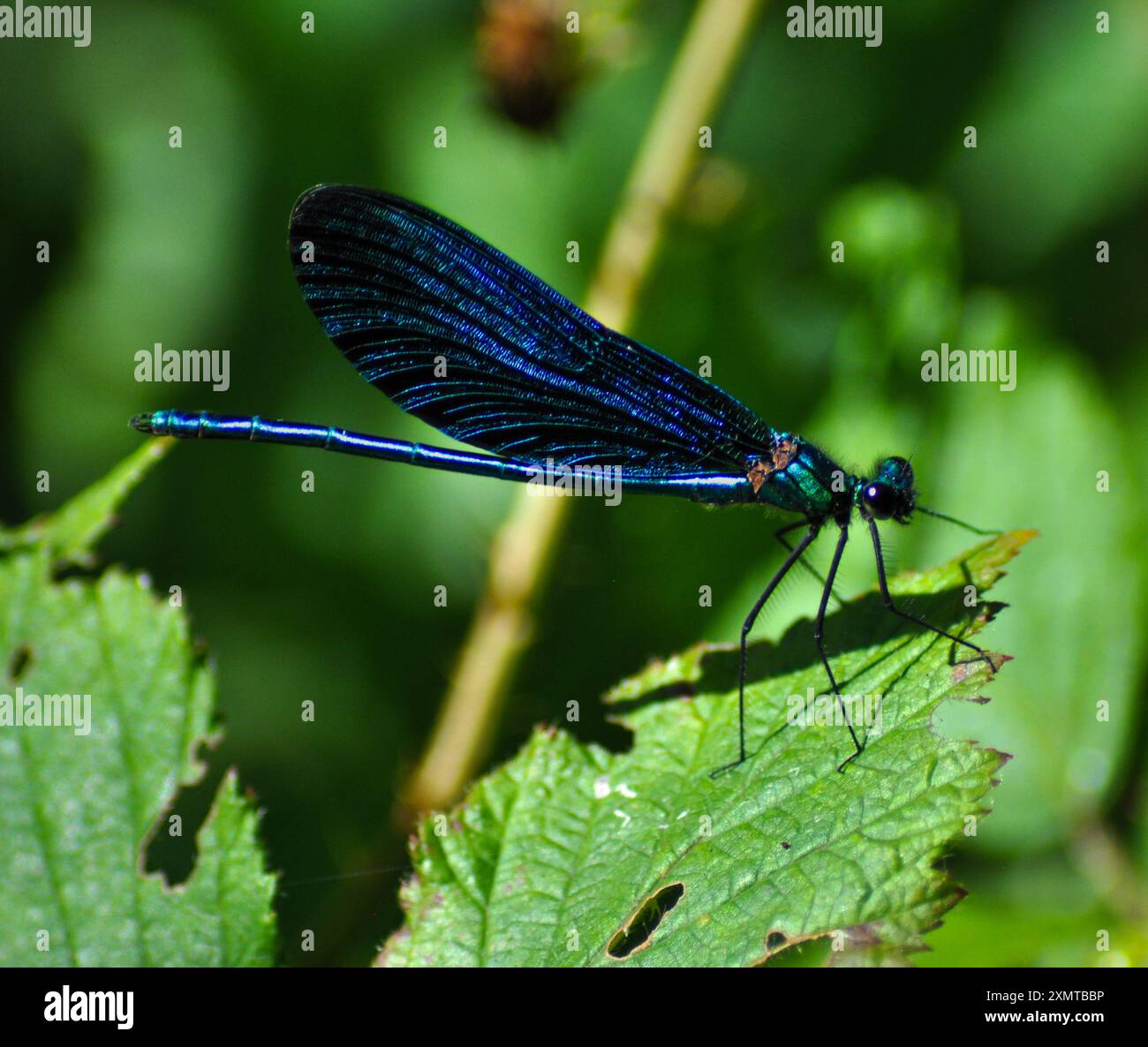 Various Insects, Bee, Butterfly, Dragonfly Stock Photo - Alamy