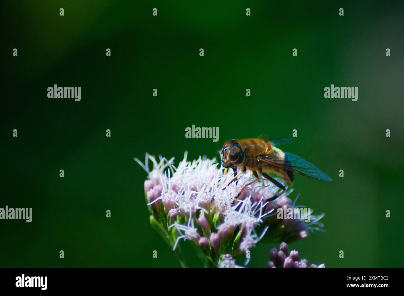 Various Insects, Bee, Butterfly, Dragonfly Stock Photo - Alamy