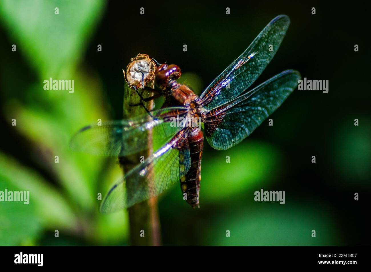 Various Insects, Bee, Butterfly, Dragonfly Stock Photo - Alamy