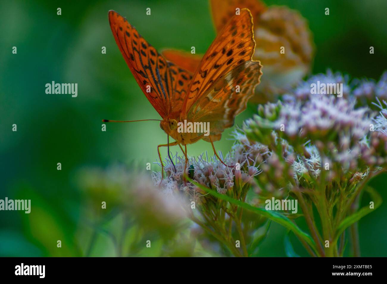 Various Insects, Bee, Butterfly, Dragonfly Stock Photo - Alamy