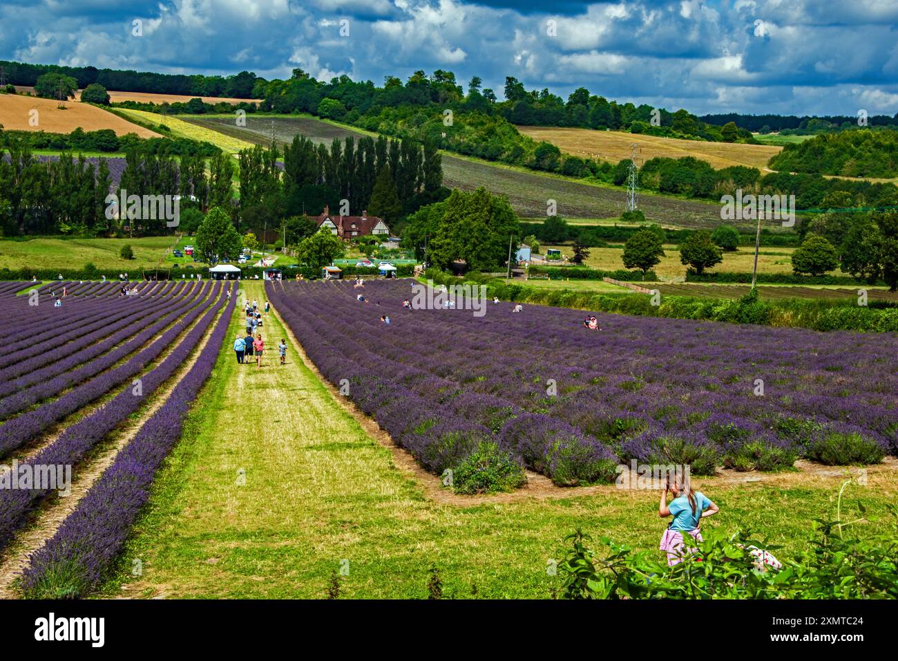 Tours of lavender farm hi-res stock photography and images - Alamy