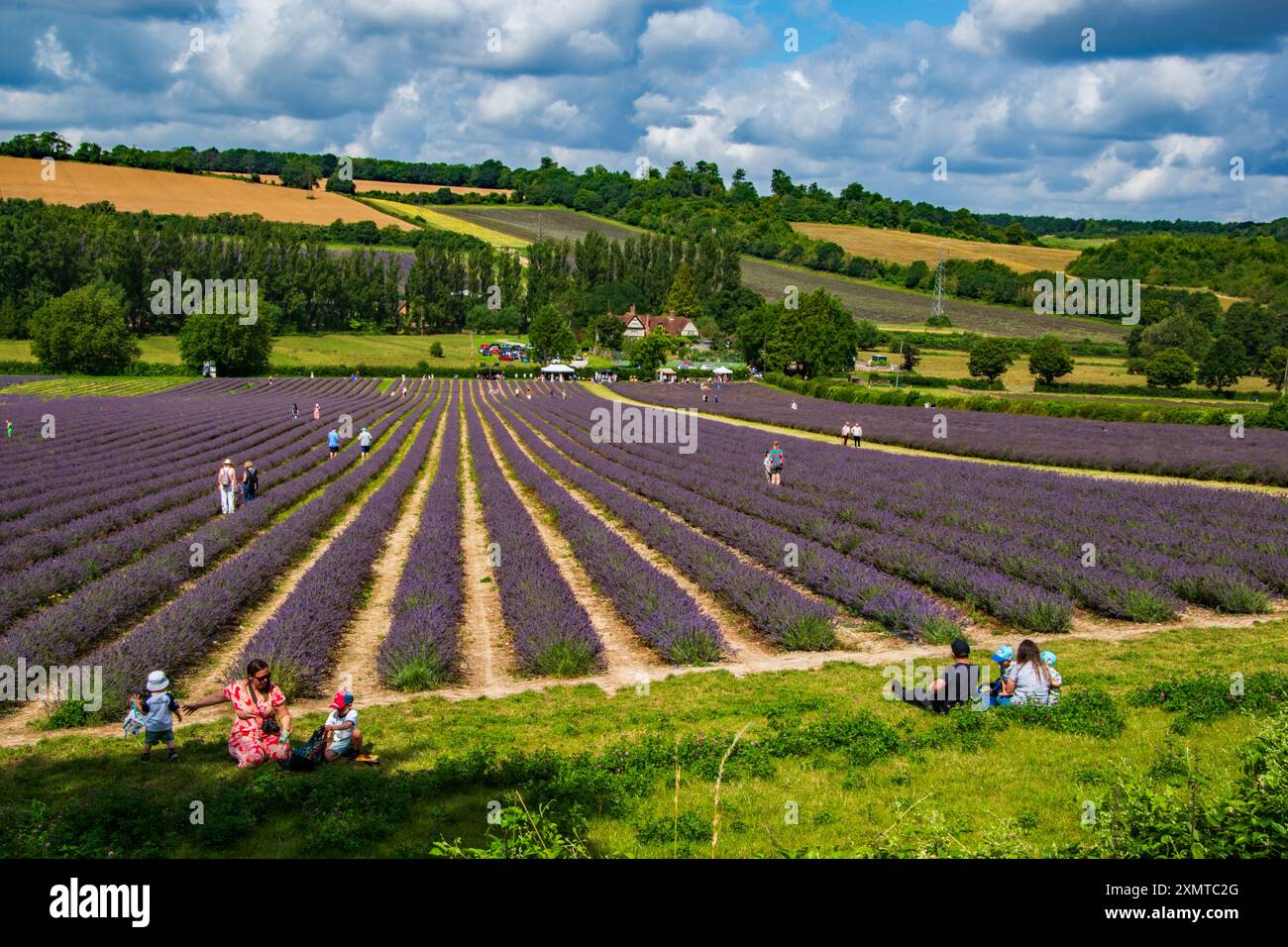 Lavender fields at Castle Farm, Shoreham, Kent Stock Photo - Alamy